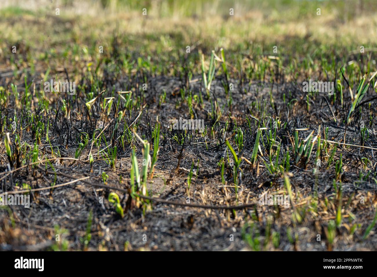 field of burnt grass. The field after the fire Stock Photo - Alamy