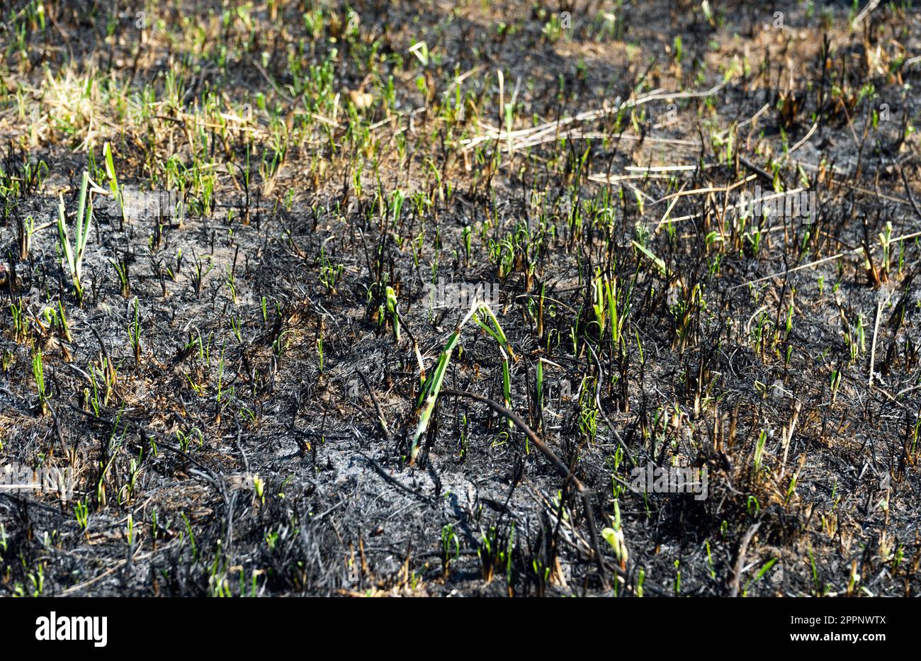 Scorched field after spring hi-res stock photography and images - Alamy