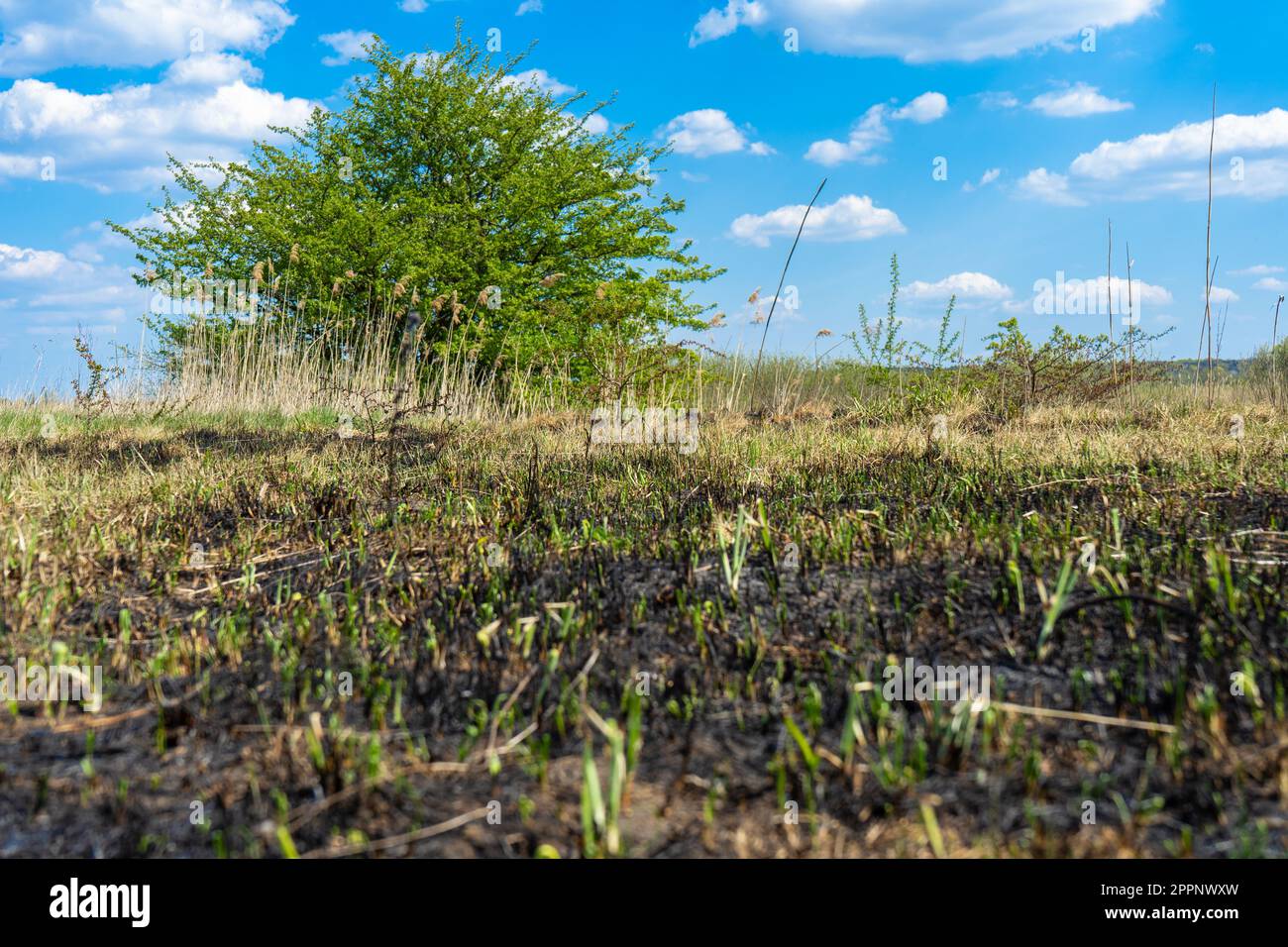green tree in a field of burnt grass. The field after the fire Stock ...