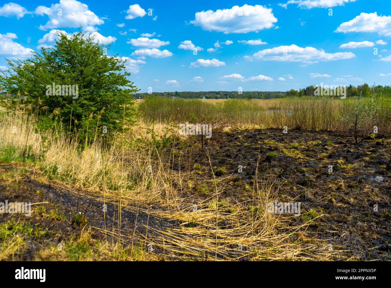 Meadow after the fire. Field edge damaged by fire Stock Photo - Alamy