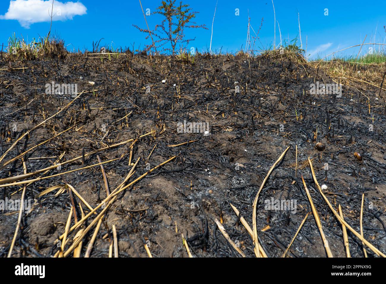field of burnt grass. The field after the fire Stock Photo - Alamy