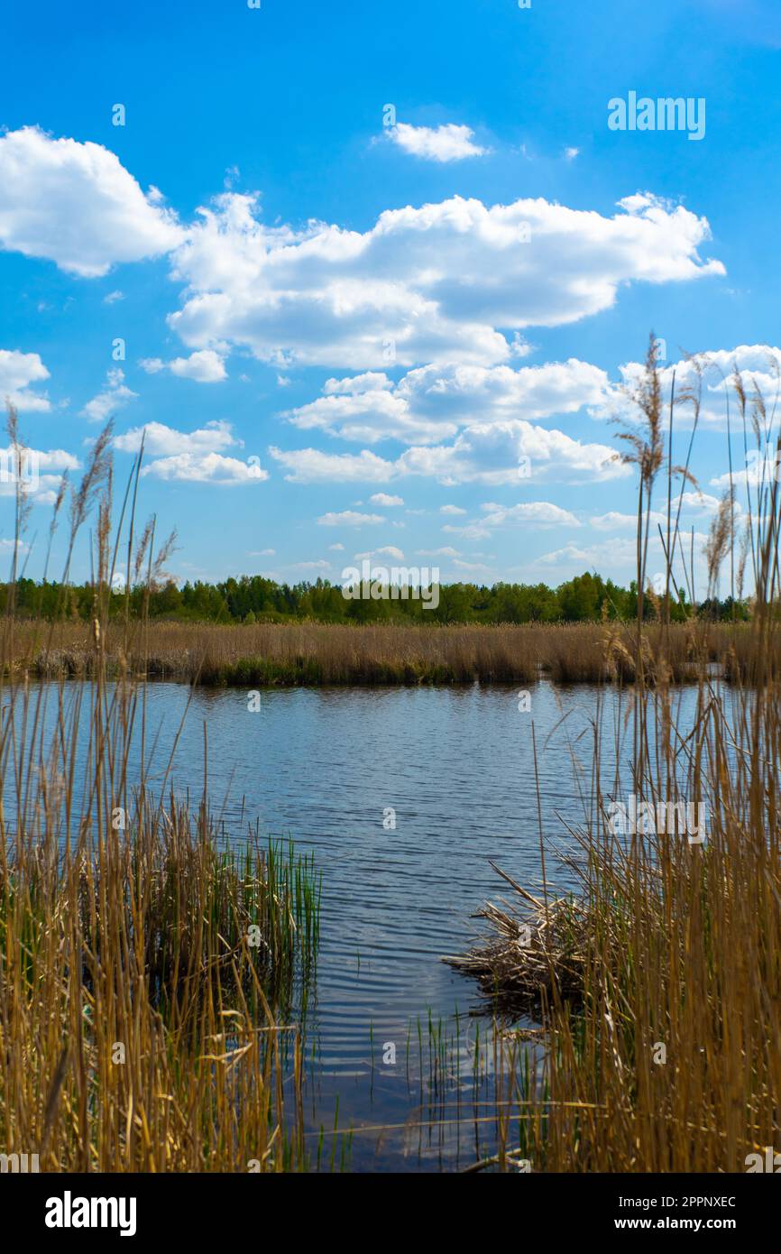 The shore of the lake is overgrown with sedge and cattails. Access to ...