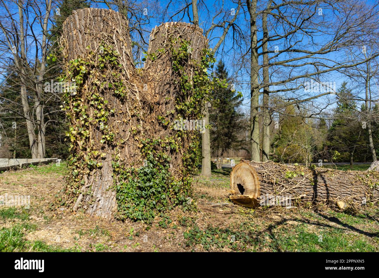 Trimmed trunk hi-res stock photography and images - Alamy