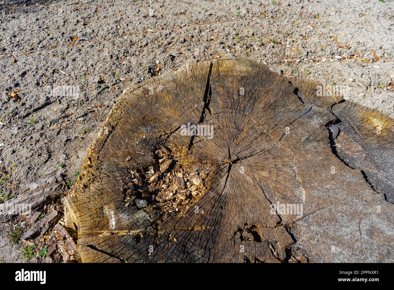 big tree stump old rotten, rotting stump top view Stock Photo - Alamy