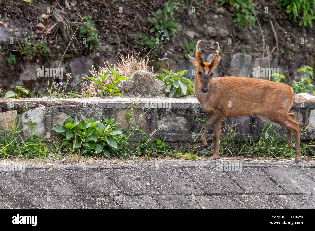 Barking deer tail hi-res stock photography and images - Alamy