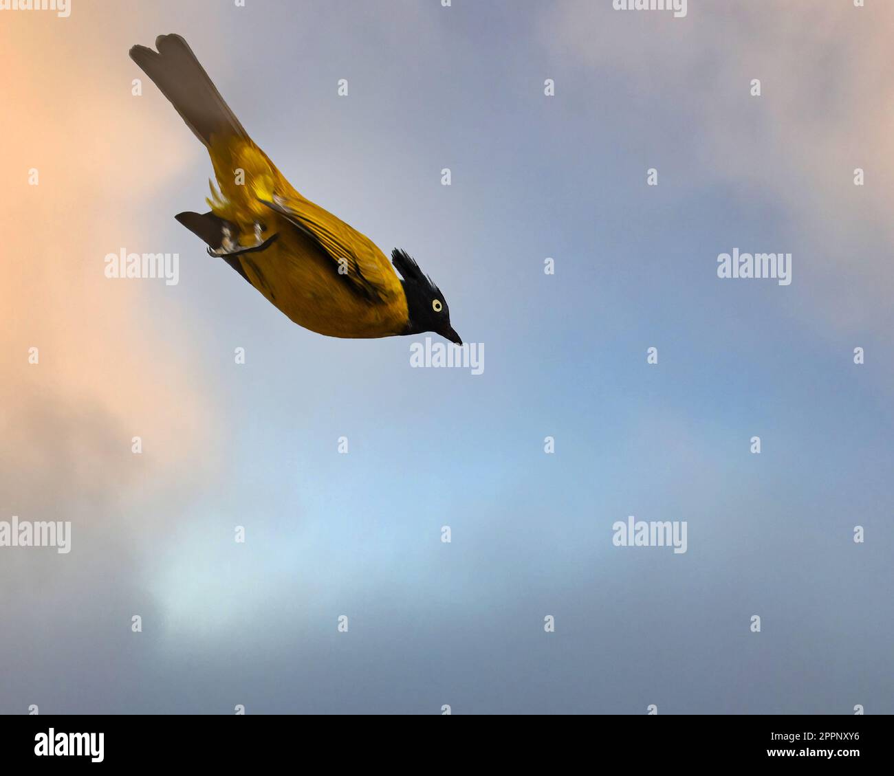 Bulbul in green foliage hi-res stock photography and images - Alamy