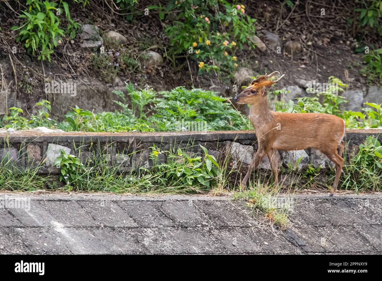 Chinese water deer antler hi-res stock photography and images - Alamy