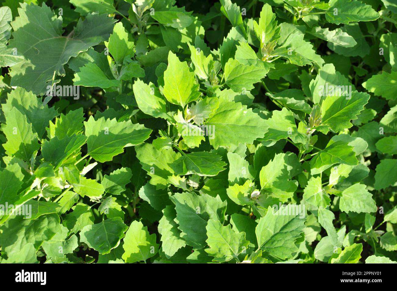 In nature, the field grows a fat hen (Chenopodium album Stock Photo - Alamy