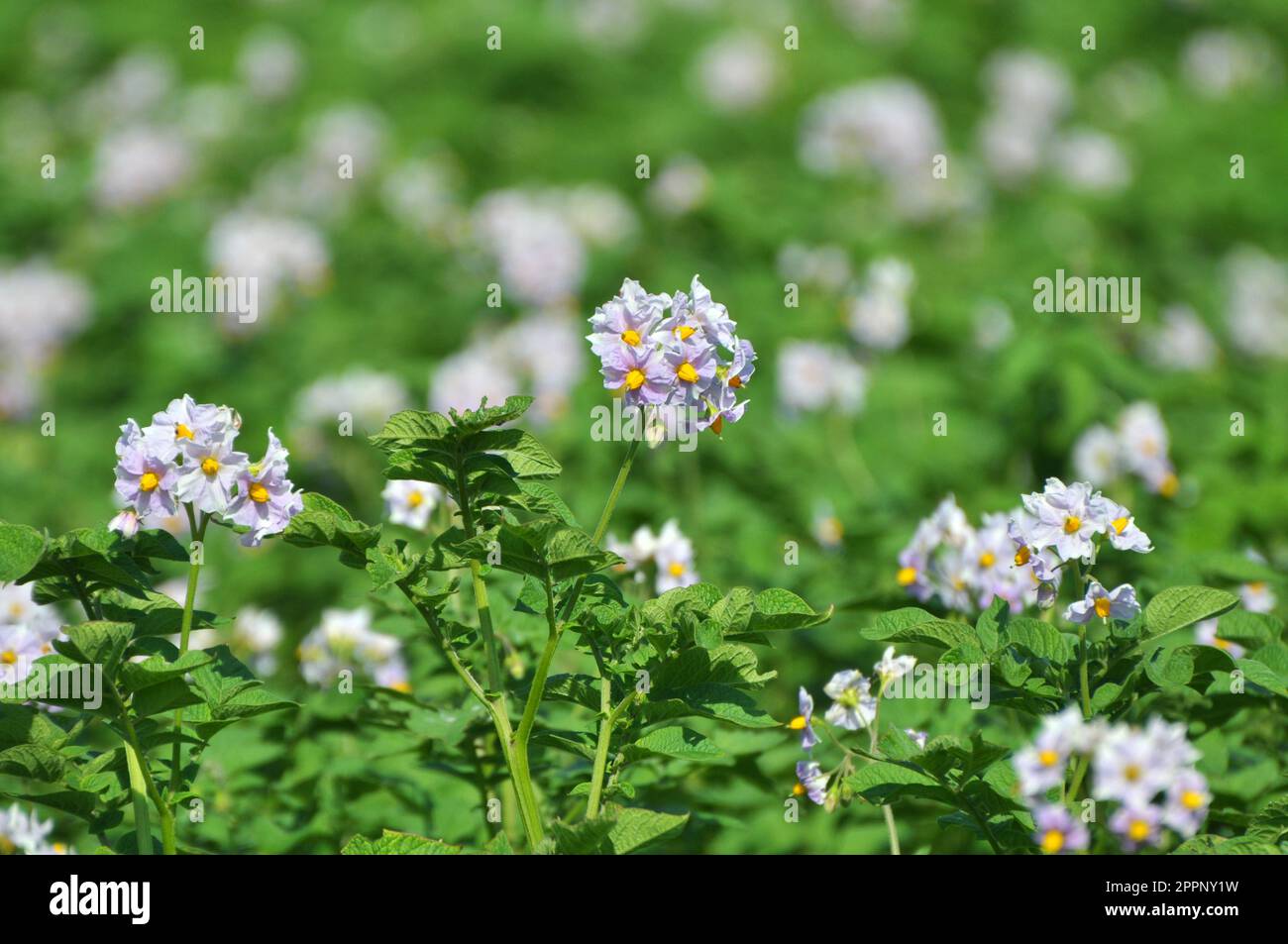 Blossom of potato plant hi-res stock photography and images - Alamy