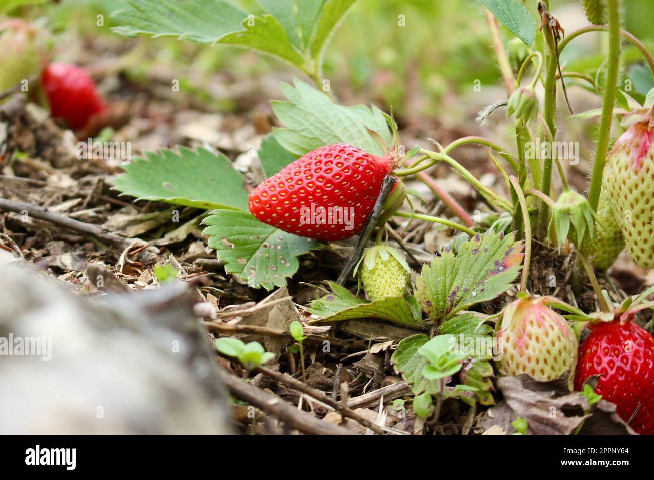 Strawberry garden ripening hi-res stock photography and images - Alamy