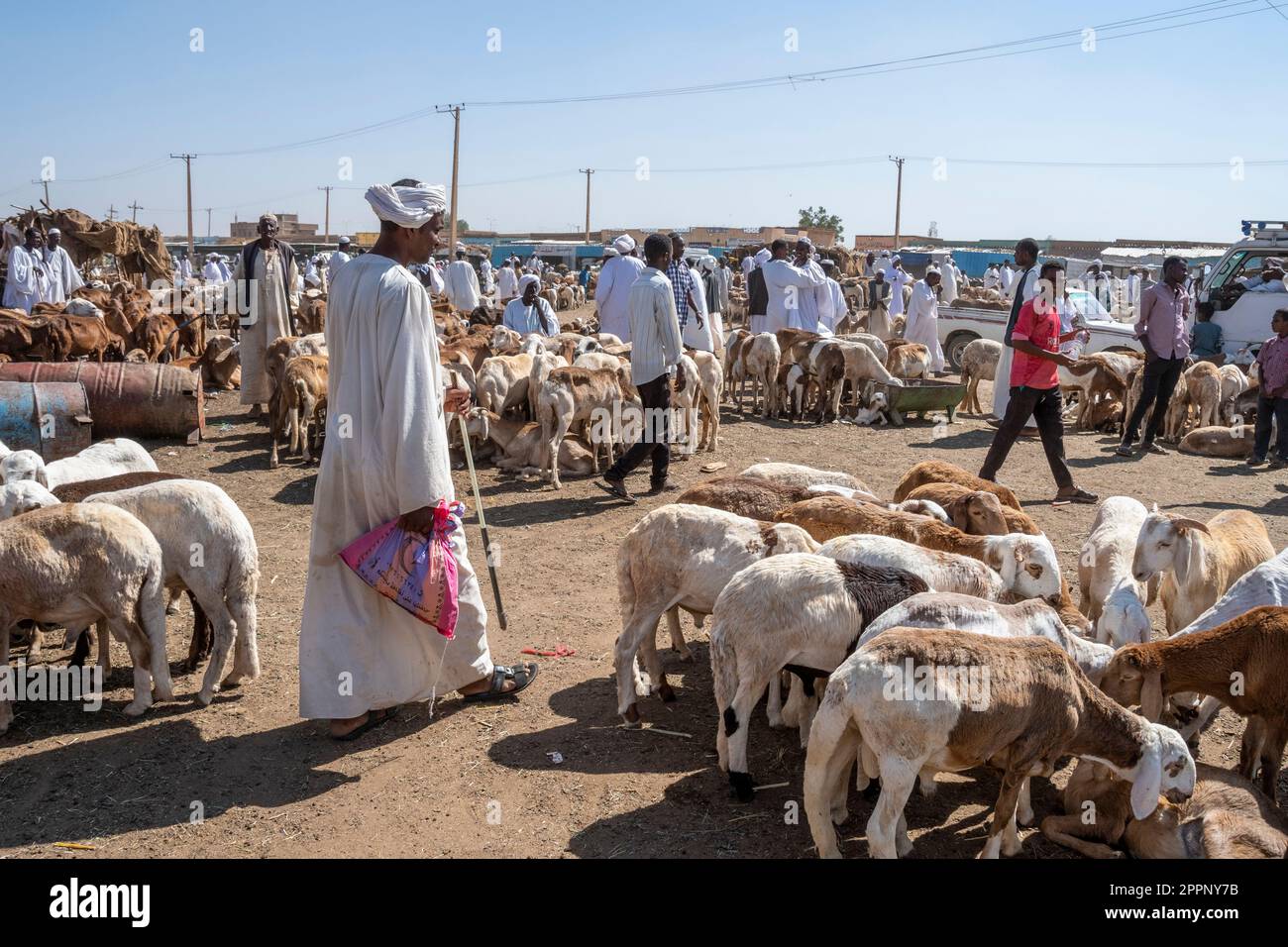 A Sheep Market in Omdurman, Sudan Stock Photo - Alamy