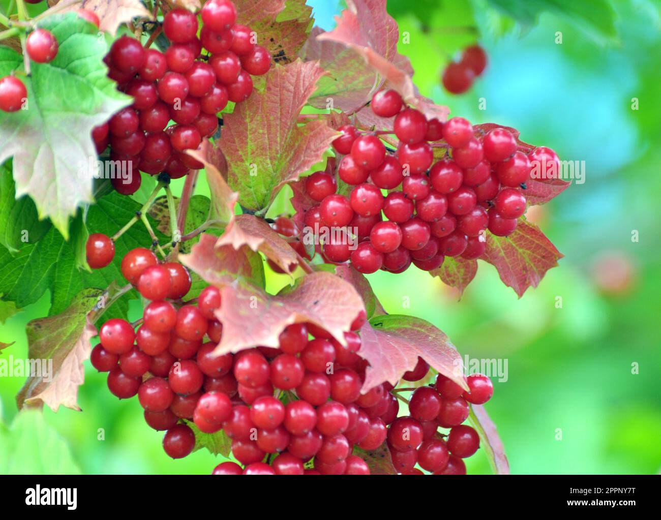 Guelder rose (Viburnum opulus) red berries ripen on the branch of the ...