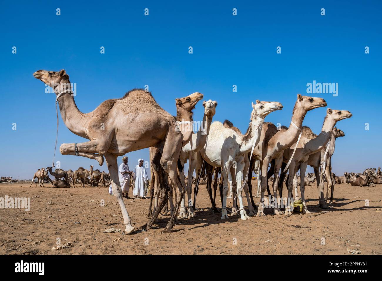Camels for sale at Al-Moheli Camel Market, Omurdaman, Sudan Stock Photo ...