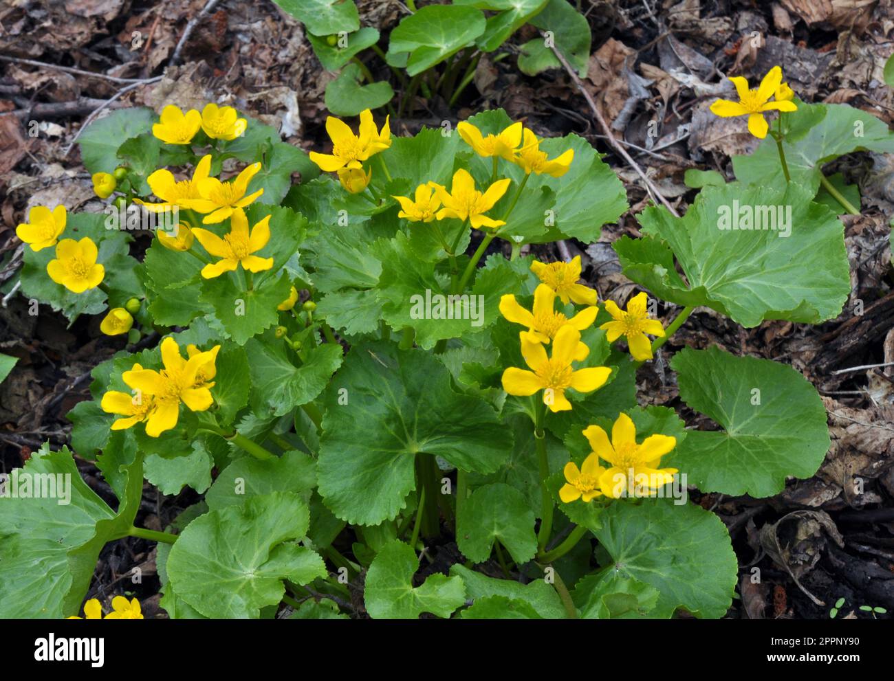 In spring, caltha palustris grows in the moist alder forest Stock Photo ...