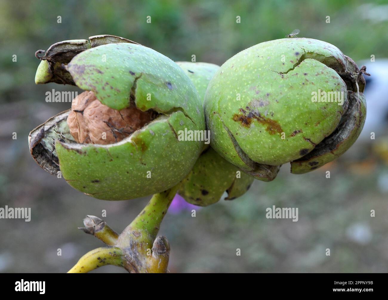 On a branch of a tree mature walnut with a cracked green shell Stock ...