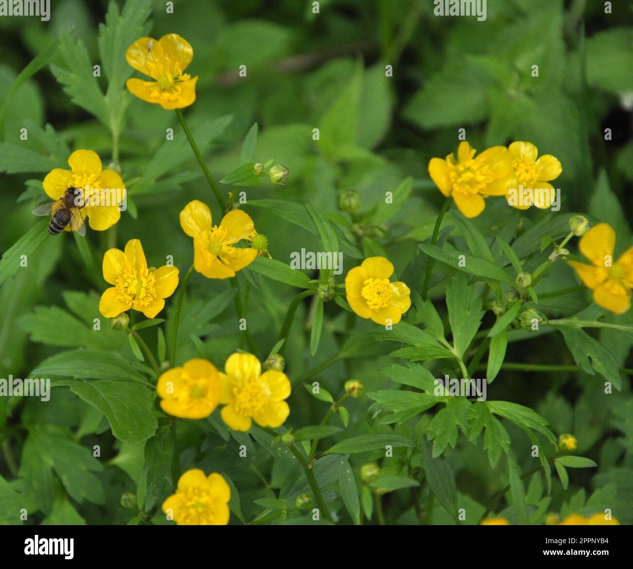 In the wild, buttercup (Ranunculus) blooms in the meadow Stock Photo ...