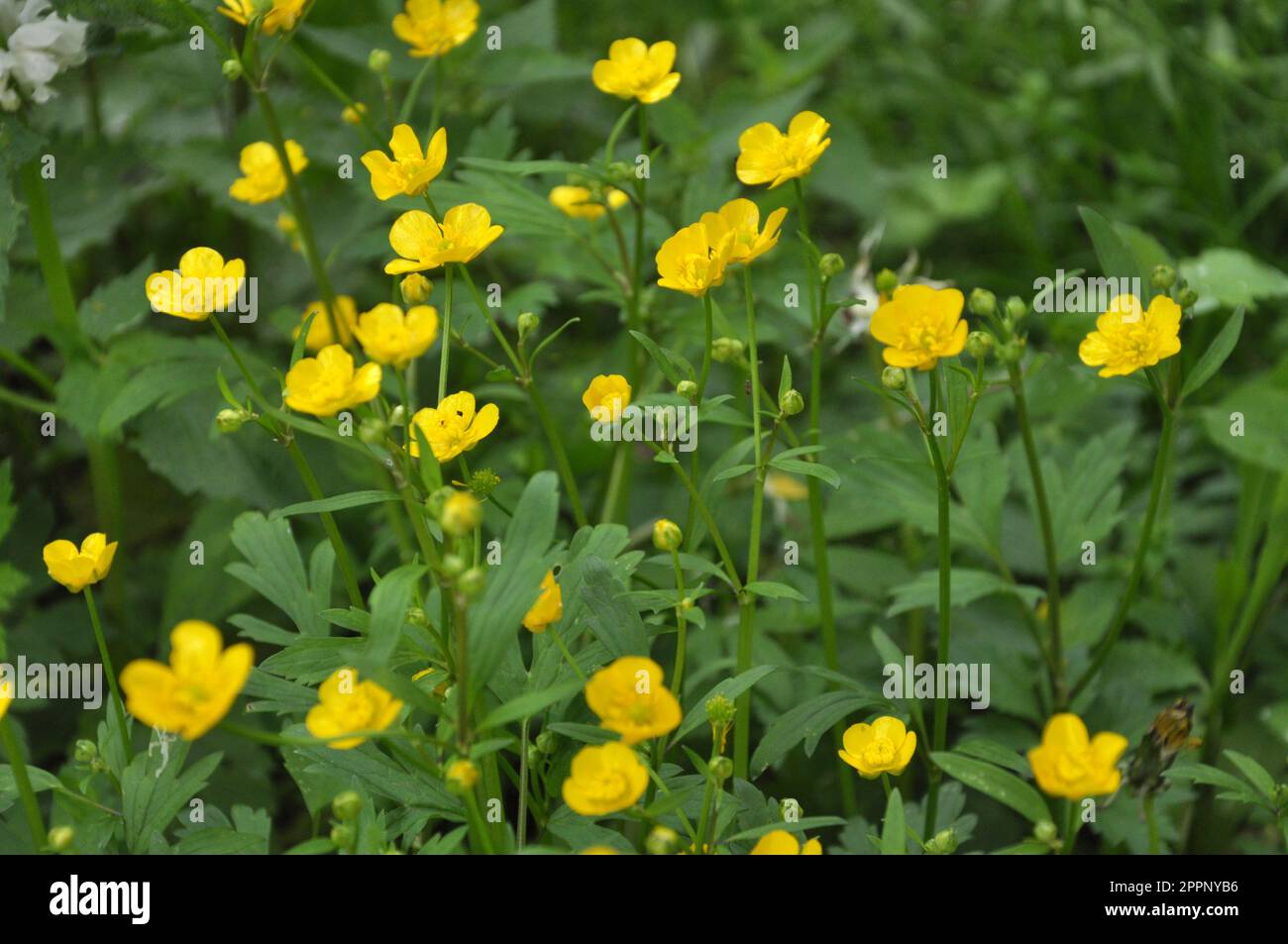 In the wild, buttercup (Ranunculus) blooms in the meadow Stock Photo ...