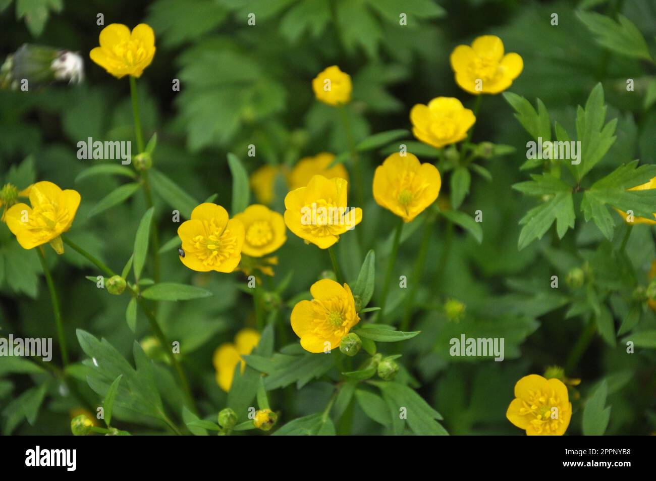 In the wild, buttercup (Ranunculus) blooms in the meadow Stock Photo ...
