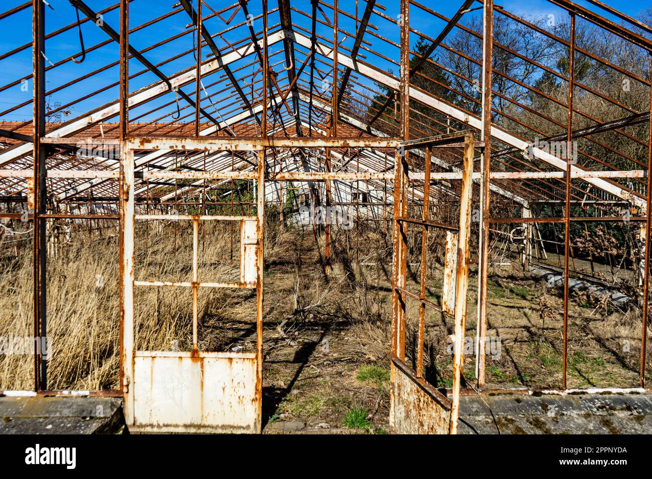 Abandoned greenhouse. Ruined abandoned greenhouse complex Stock Photo ...