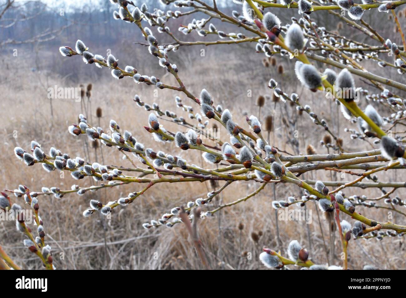 Willow (Salix caprea) branches with buds flowering Stock Photo - Alamy