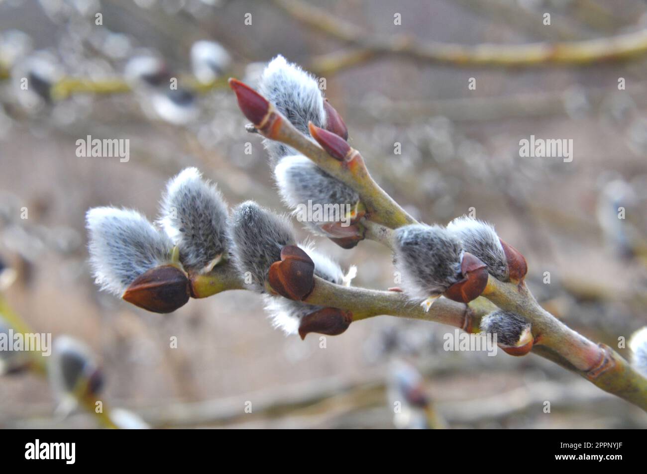 Willow (Salix caprea) branches with buds flowering Stock Photo - Alamy