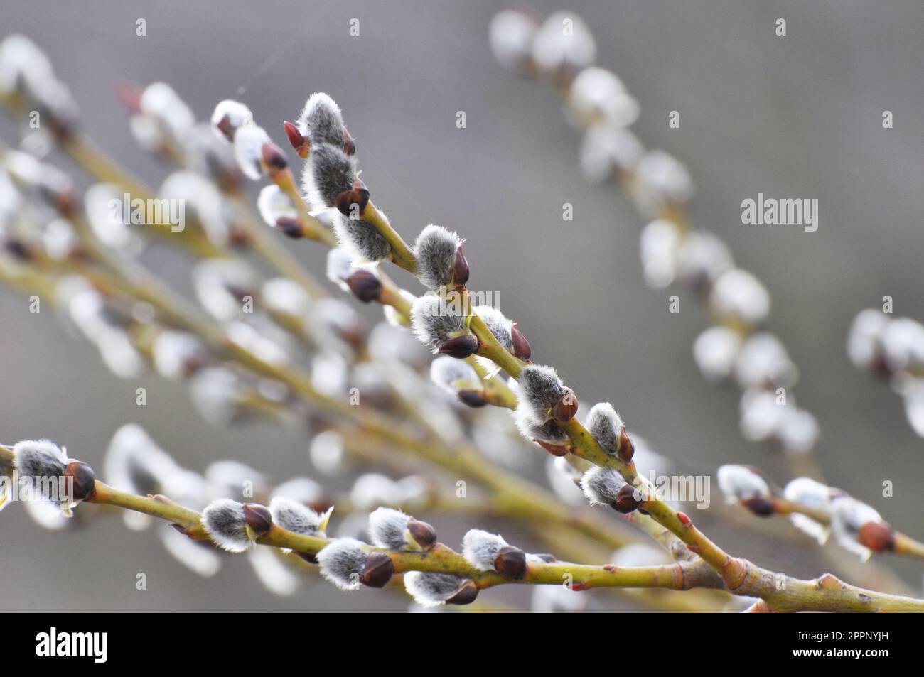Willow (Salix caprea) branches with buds flowering Stock Photo - Alamy
