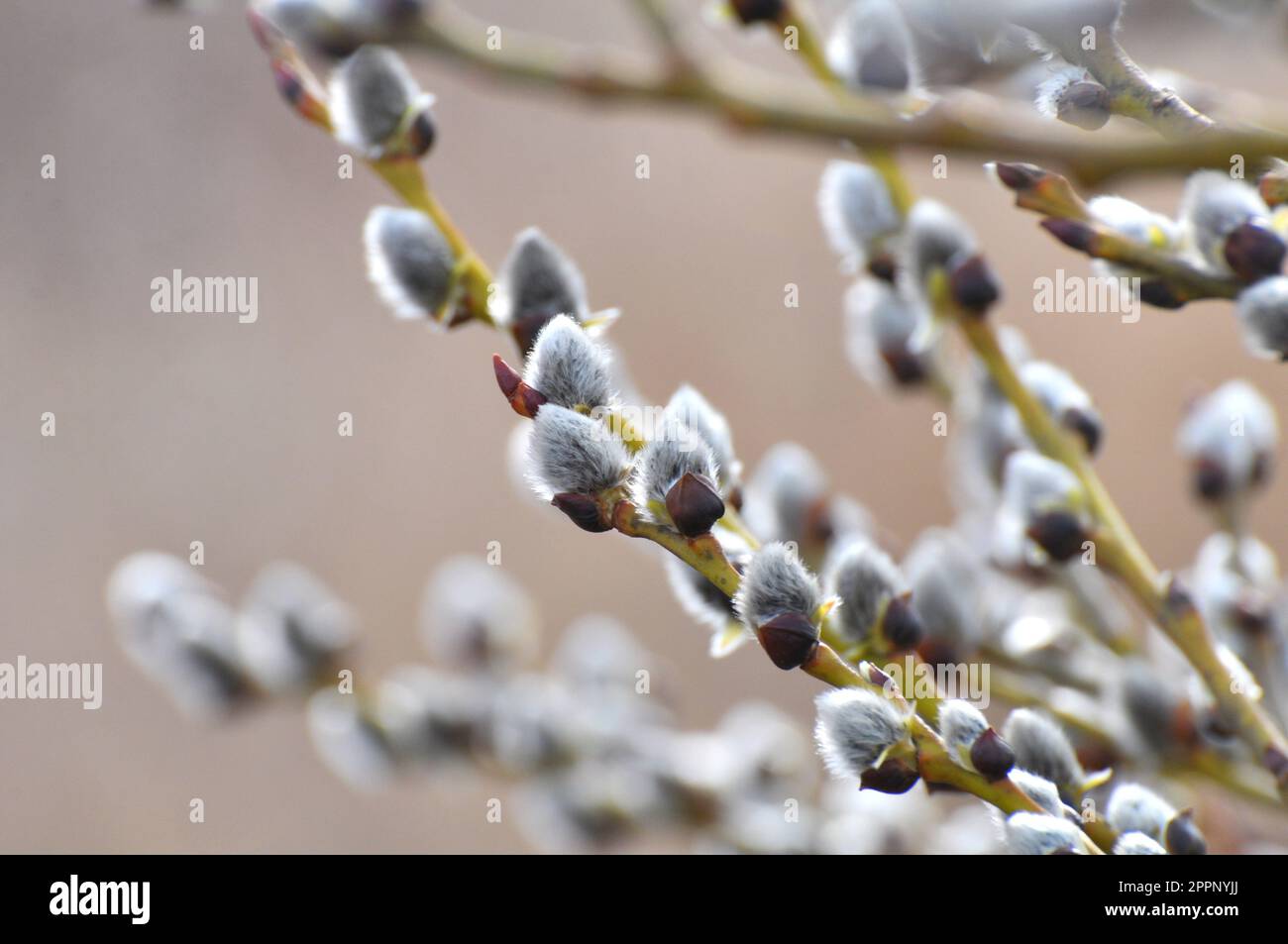 Willow (Salix caprea) branches with buds flowering Stock Photo - Alamy