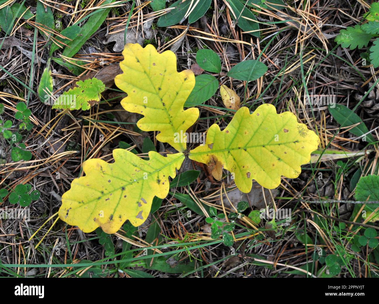 In nature, a young oak seedling grows with leaves Stock Photo - Alamy