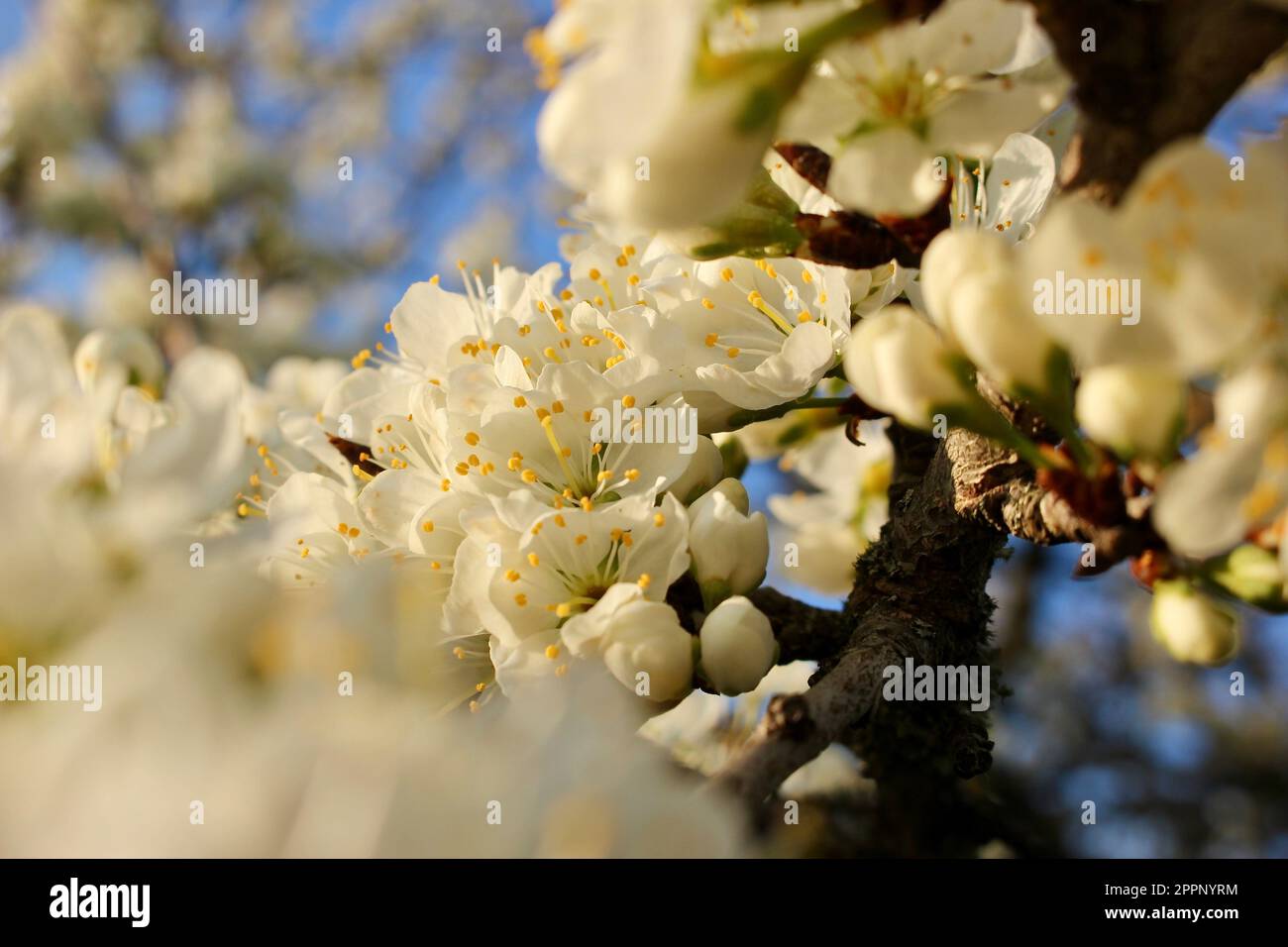 White cherry blossoms Stock Photo - Alamy