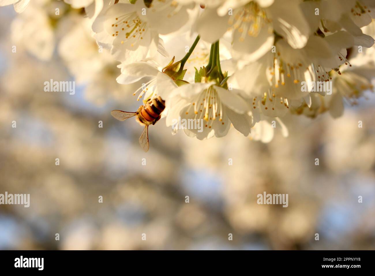 Bee gathering pollen from white cherry blossoms Stock Photo - Alamy