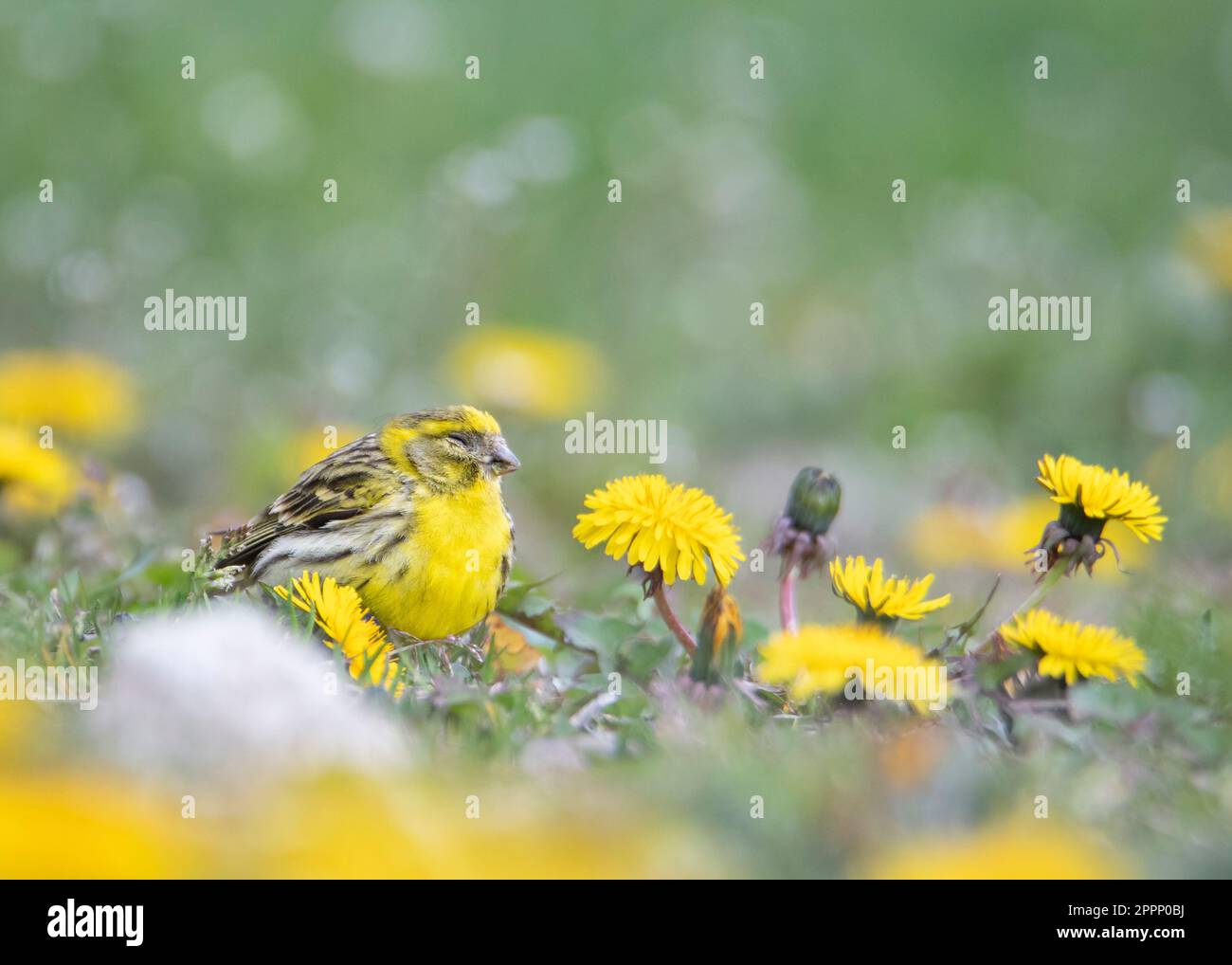 European Serin, the smallest member of the Finch family in Europe ...