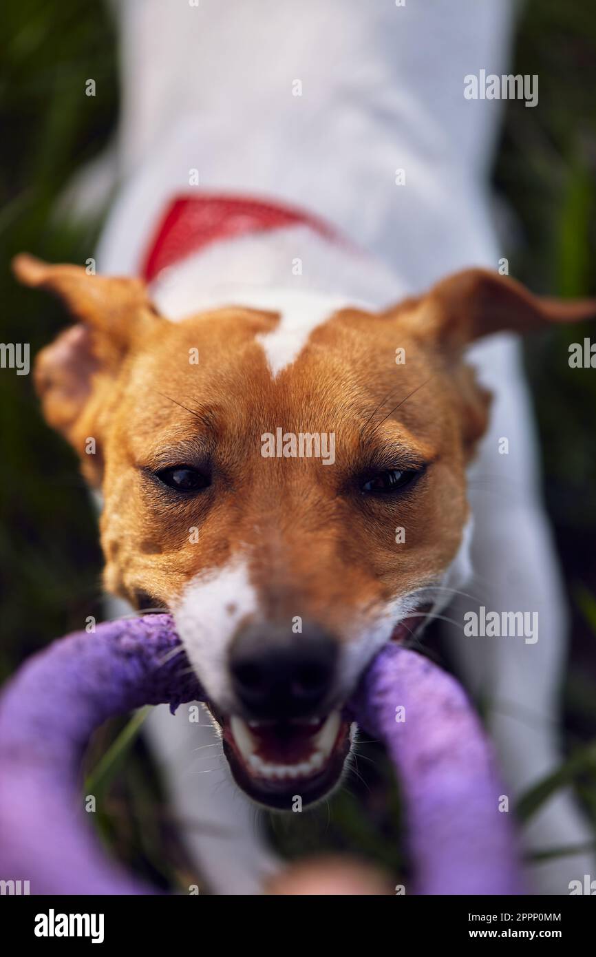 Playful pet pulling a toy with teeth. Active young Jack Russell dog ...
