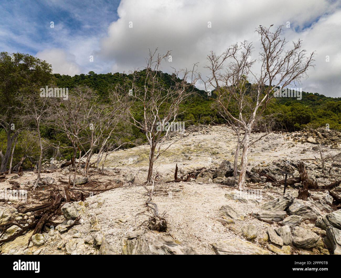 Consequences of a volcanic eruption with scorched earth and dead trees ...
