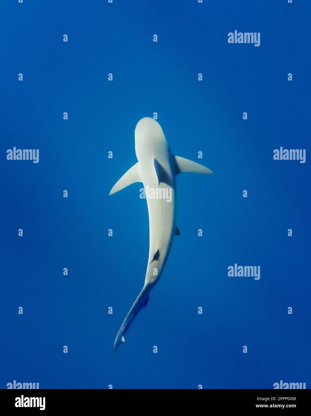 Underwater Top Down of shark swimming in Hawaii Stock Photo - Alamy