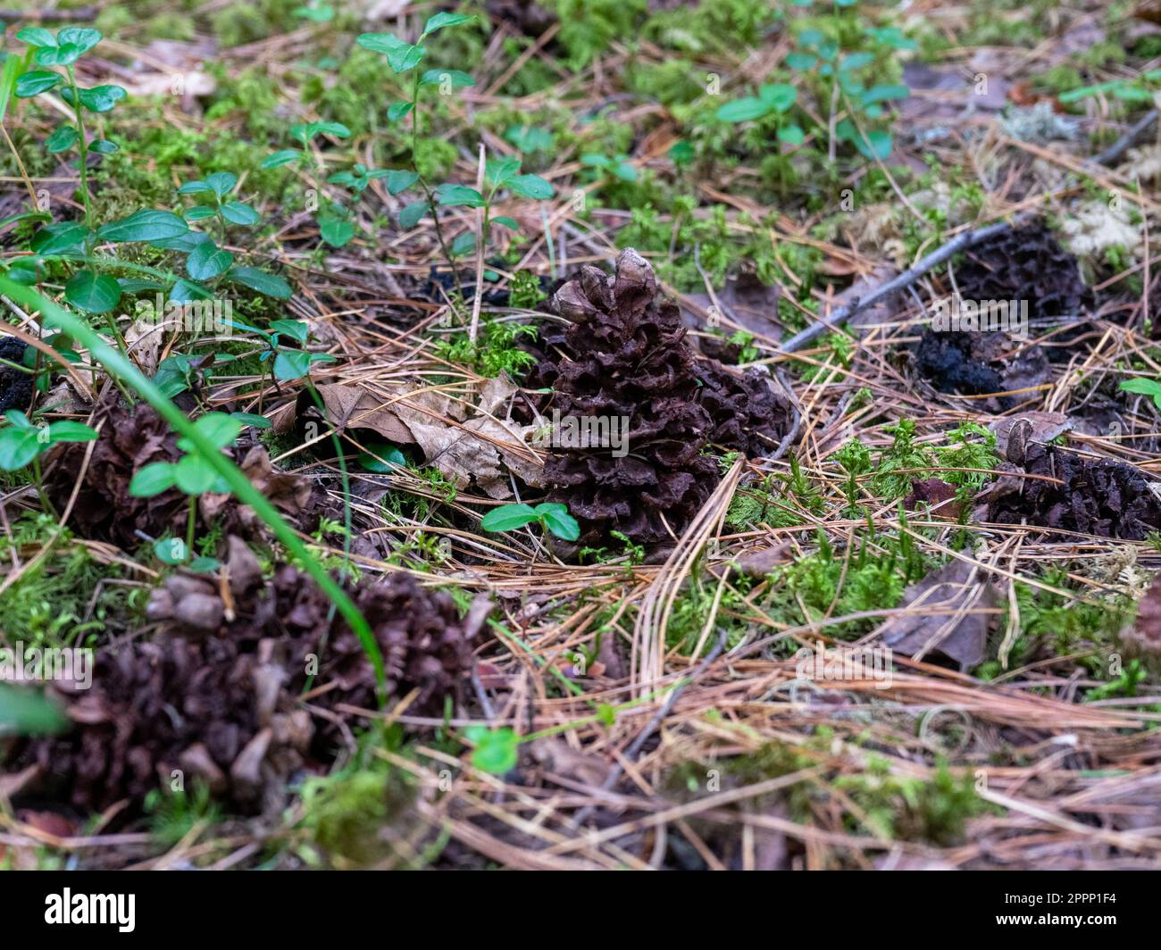 pine cones on the ground. Fallen pine cones Stock Photo - Alamy
