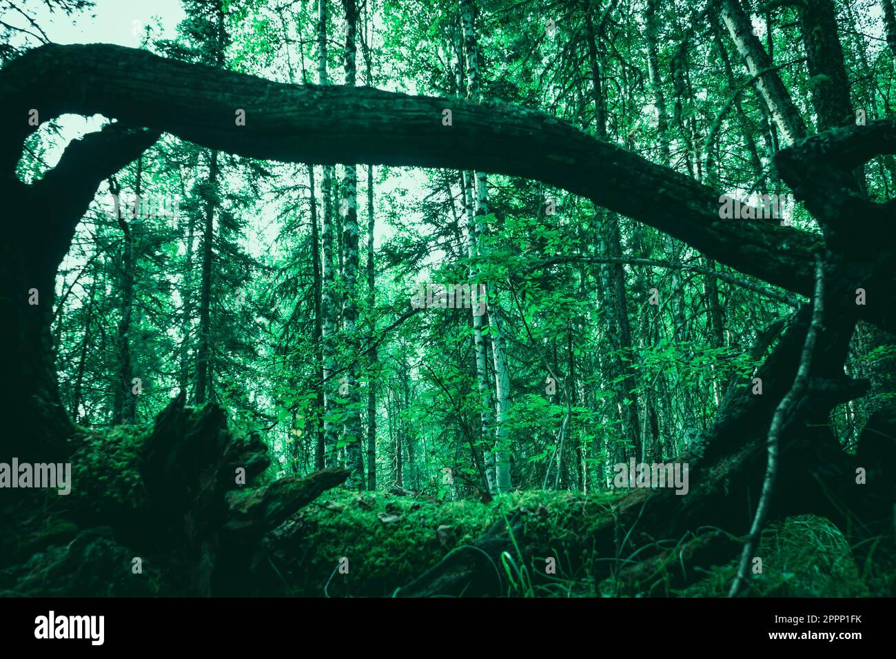 The roots of old fallen trees. Large dry tree root Stock Photo - Alamy