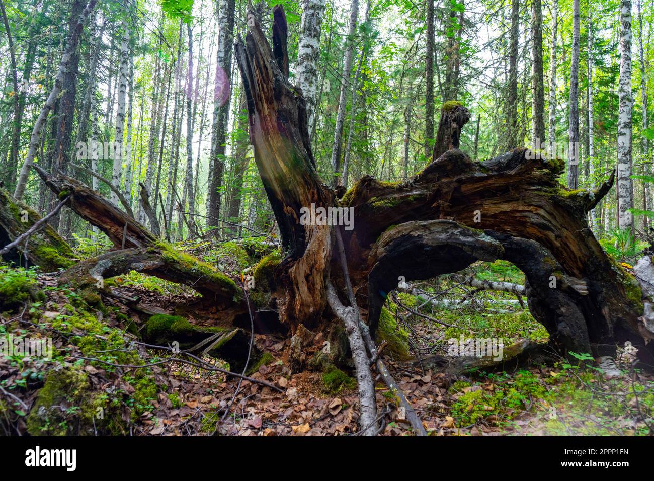gnarled branches and roots of an upturned tree Stock Photo - Alamy