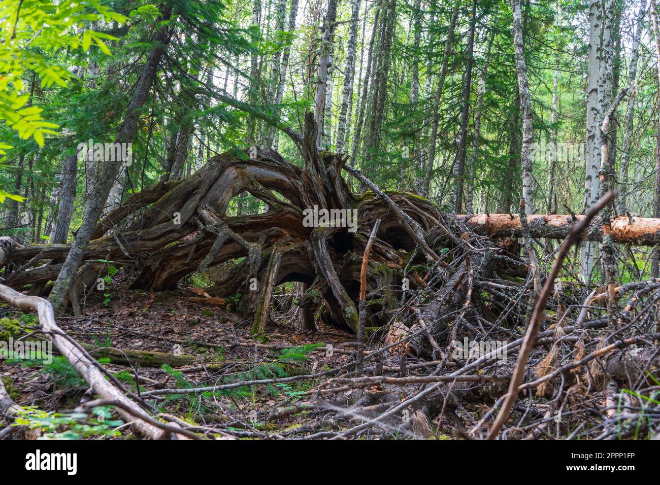 gnarled branches and roots of an upturned tree Stock Photo - Alamy