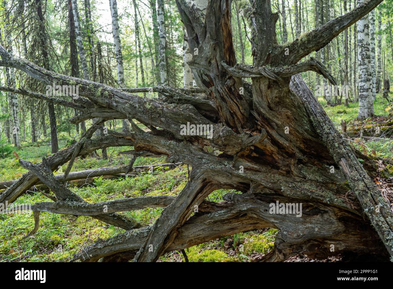 The roots of old fallen trees. Large dry tree root Stock Photo - Alamy