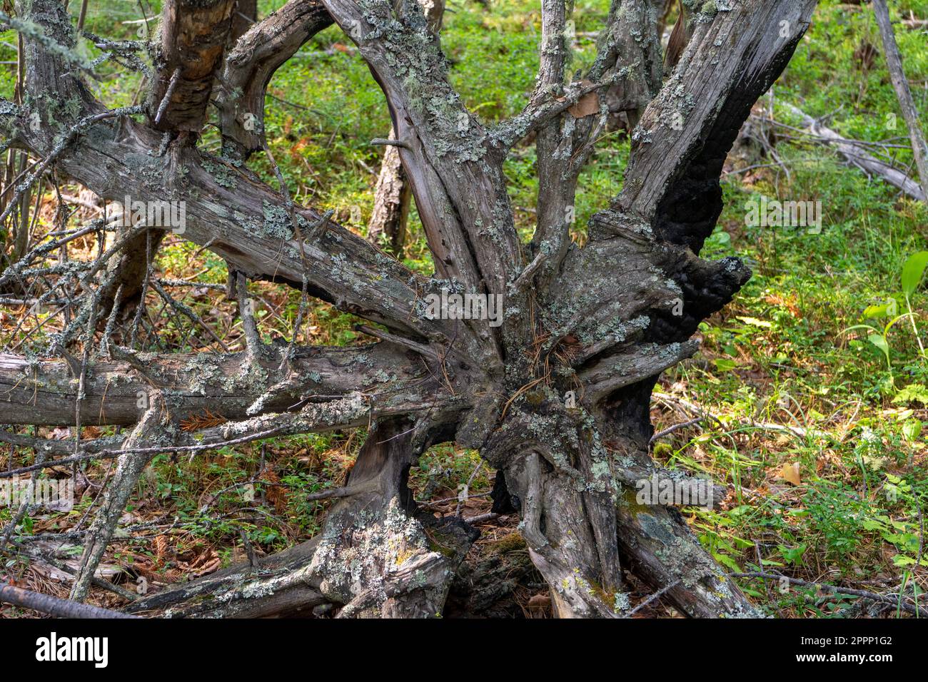 Old withered trees in hi-res stock photography and images - Alamy