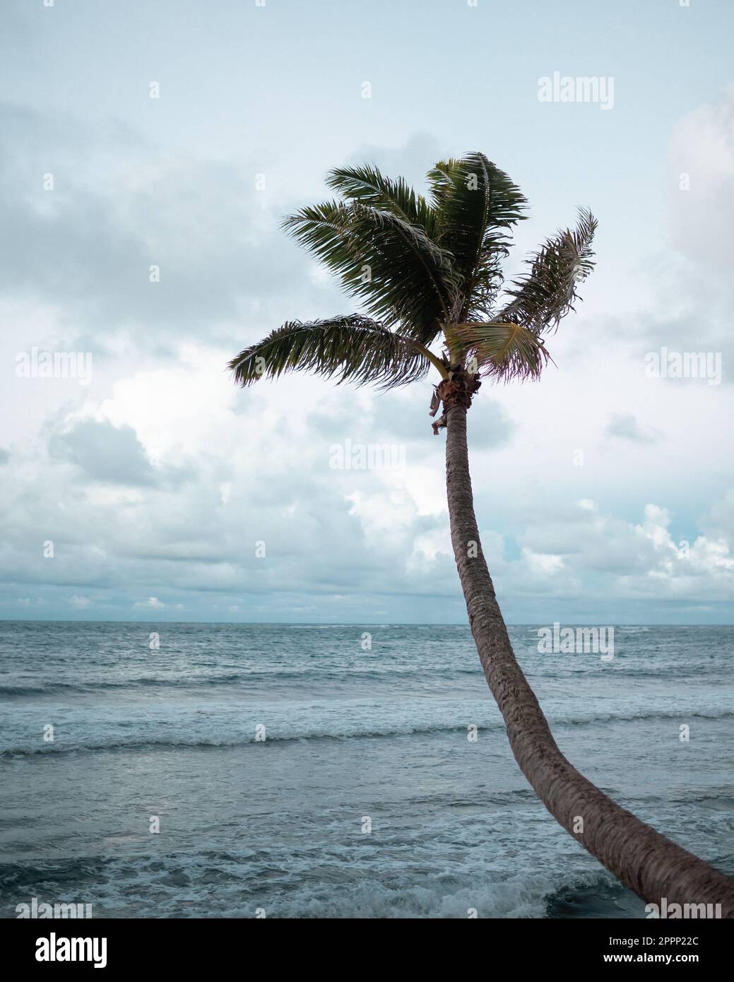 Curved Palm Tree on Hawaii Stock Photo - Alamy