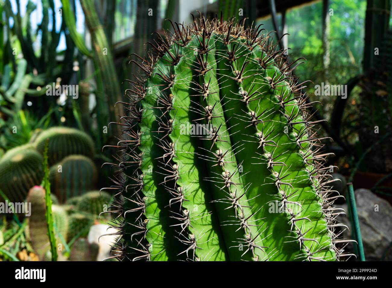 Cactus plantation in large green house in botanical garden. Succulents ...