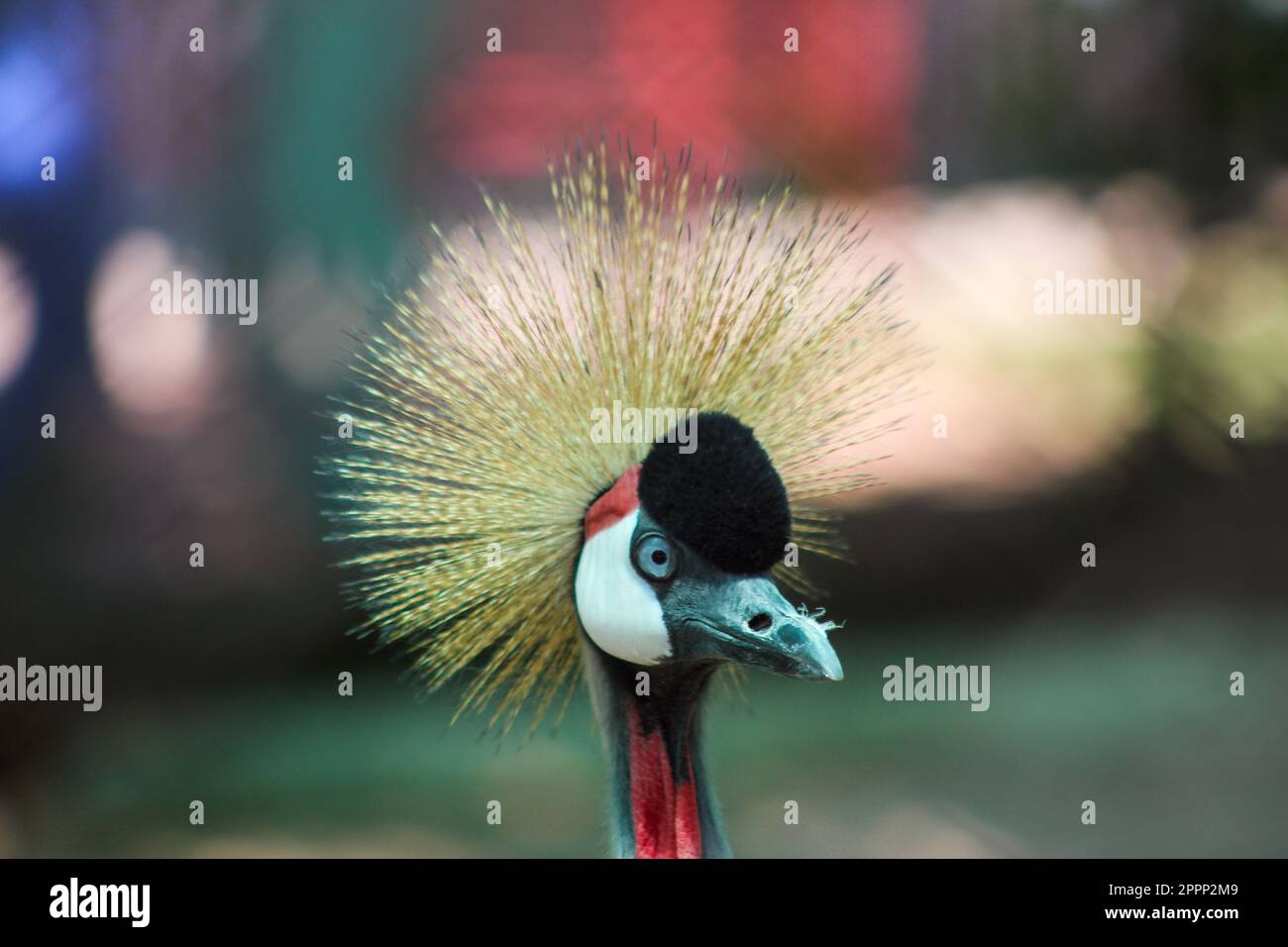 Grey crowned crane Bird Stock Photo - Alamy