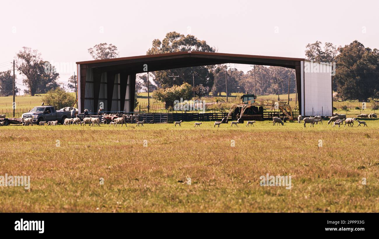 A Farm Shed and Lambs in Early April, rural California Stock Photo - Alamy