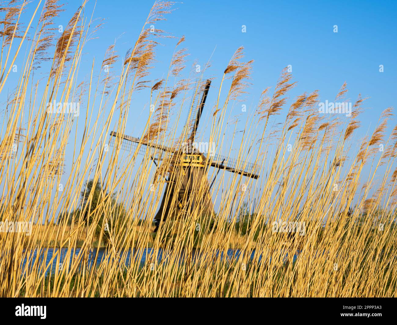 The windmill behind the grass at Kinderdijk, Holland, Netherlands Stock ...