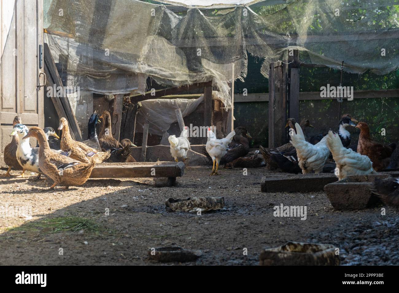 Domestic poultry farming. poultry yard. Geese and chickens on plot in ...