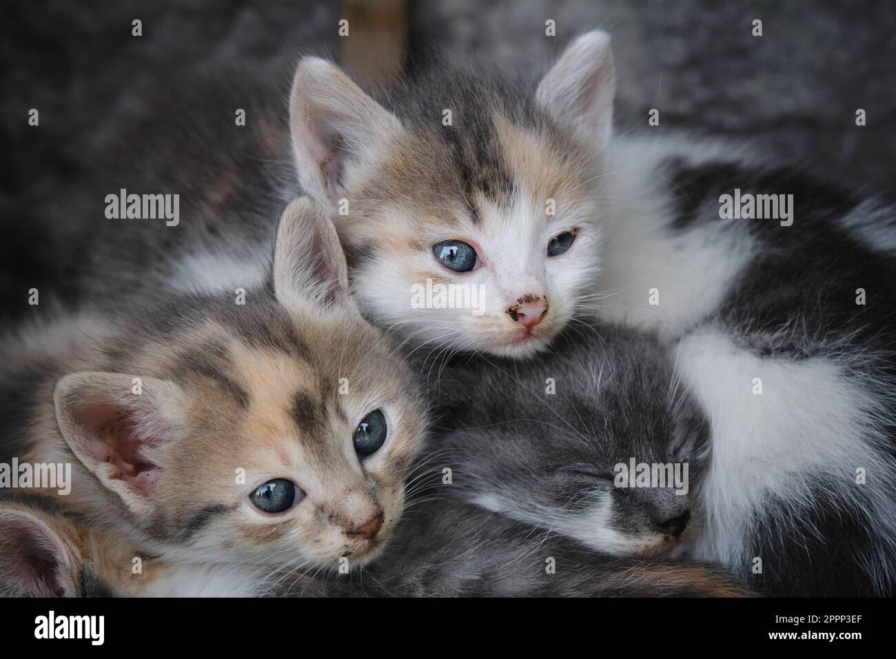 Eyes Close Together Cat
