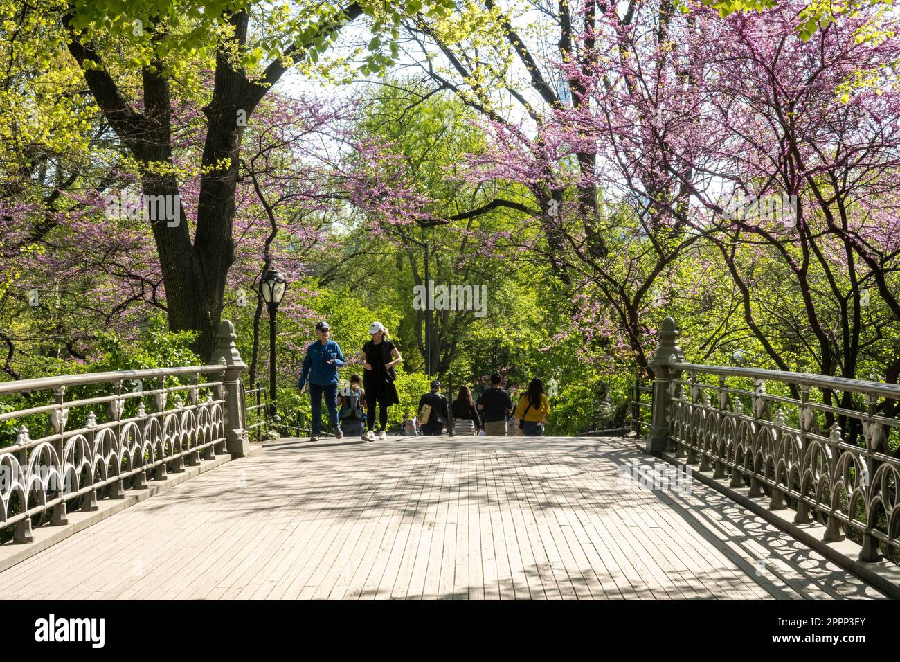 Springtime Central Park is a beautiful urban oasis in New York City ...