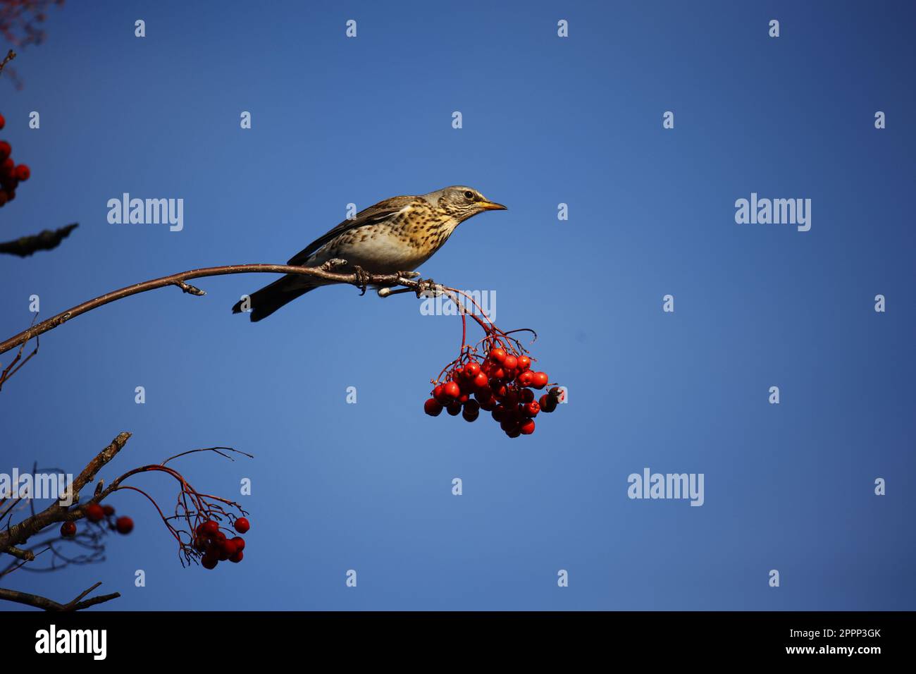 Female fieldfare hi-res stock photography and images - Alamy