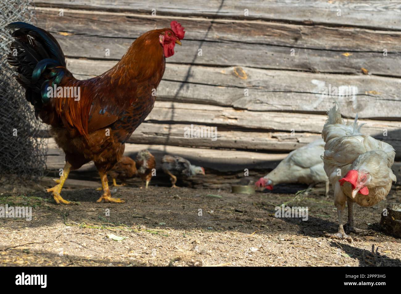 rooster with chicken an Free range. Home farm in the village Stock ...